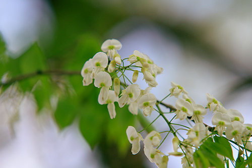 Mua hoa sua : Ngỡ ngàng vẻ tinh khôi mùa hoa Sưa Hà Nội