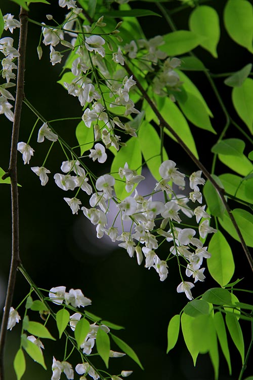 Mua hoa sua : Ngỡ ngàng vẻ tinh khôi mùa hoa Sưa Hà Nội