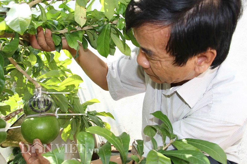 Bưởi, đào tiên tạo hình "độc” đang hiếm hàng