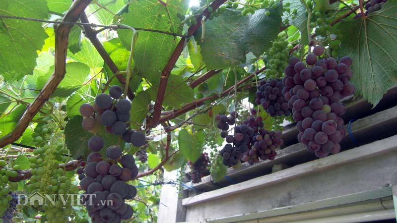 Lạ mắt nho dại vừa cho quả trĩu trịt vừa ra hoa tươi tốt