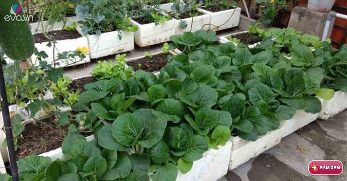 Cách trồng rau sạch trong thùng xốp cho những chị em bận rộn