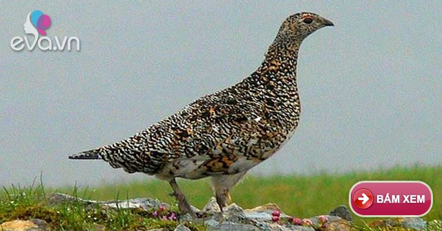 Truyện cổ tích: Sự tích chim đa đa