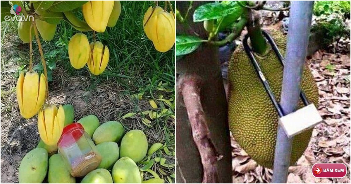 "Cười té ghế” với 1.001 chiêu chống trộm trái cây chỉ có ở Việt Nam