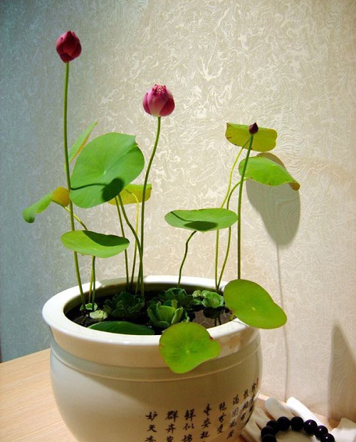 Cách trồng hoa sen mini trong chậu đơn giản tại nhà