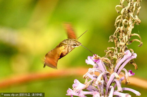 Loài côn trùng giống cả chim, bướm và ong