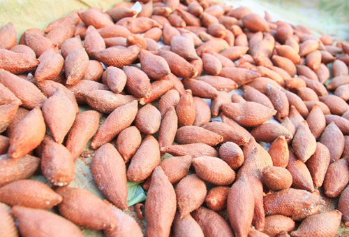 Mây Thái hút khách vì lạ