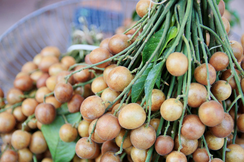 Hà Nội thơm ngon quất hồng bì