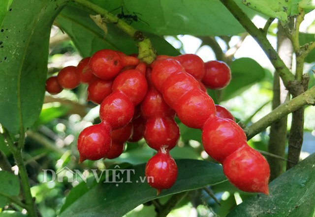 Chùm chày đỏ mọng nhìn là muốn hái ăn