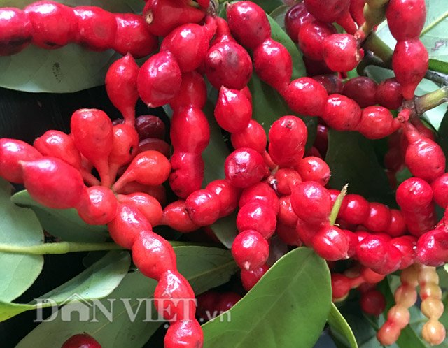 Chùm chày đỏ mọng nhìn là muốn hái ăn