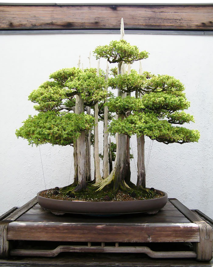 15 cây bonsai siêu độc 'có tiền mua cũng chẳng được'