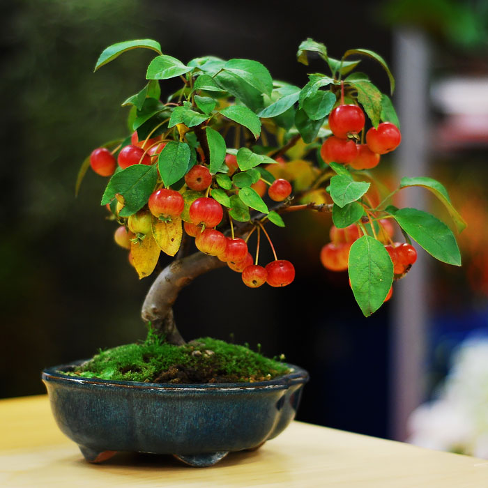 15 cây bonsai siêu độc 'có tiền mua cũng chẳng được'