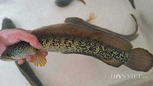 Chiêm ngưỡng loài cá lóc hoàng đế giá nghìn đô mới vào Việt Nam