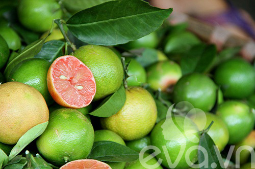 Chanh Dao : Tháng 10, mùa chanh đào đang rộ