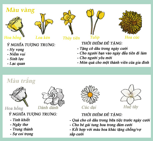 Infographic: Biểu tượng và ý nghĩa các loại hoa