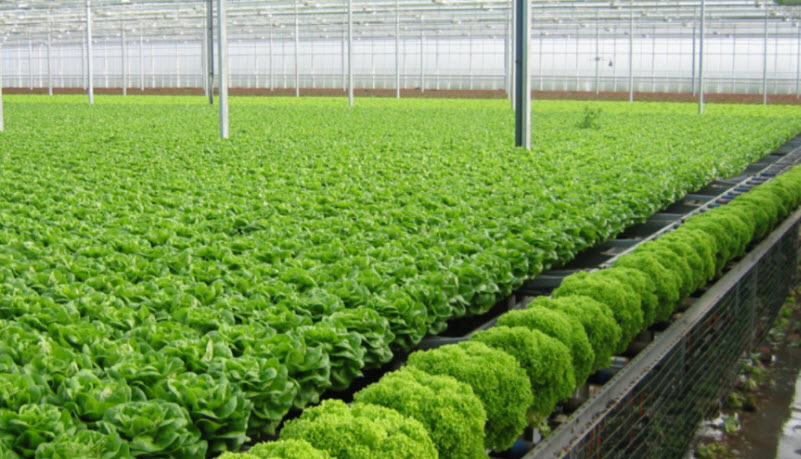 Trong Rau Sach : Cách trồng rau sạch đơn giản Tại Nhà