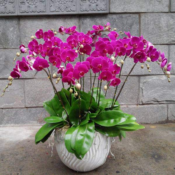 Hoa lan tím ra hoa chỉ trong 2-3 tuần nhờ cách kích thích đơn giản