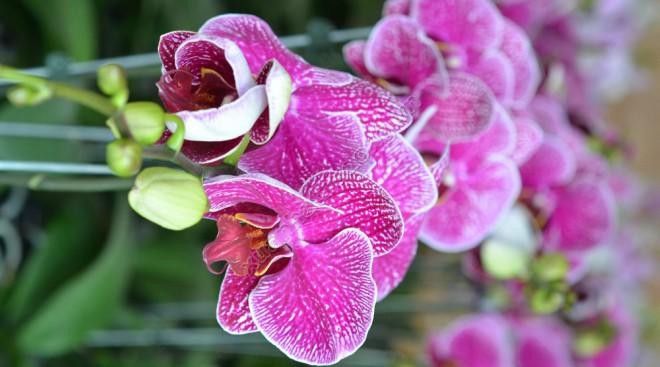 Hoa lan tím ra hoa chỉ trong 2-3 tuần nhờ cách kích thích đơn giản