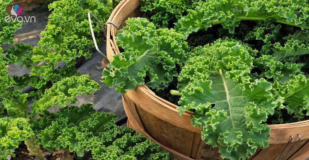 Cách trồng rau cải xoăn Kale đơn giản trong tiết trời lạnh