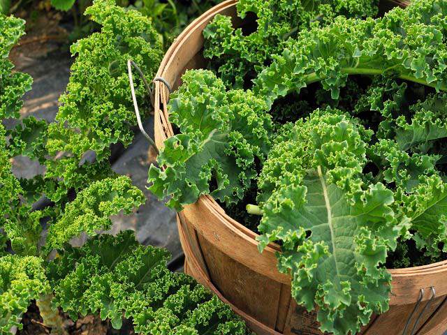 Cách trồng rau cải xoăn Kale đơn giản trong tiết trời lạnh